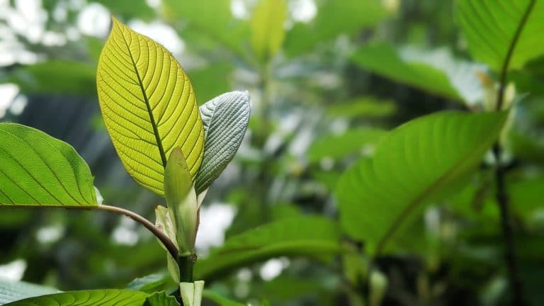 Best Kratom for ADHD: Benefits, Dosage, & Effects - Kratom.org