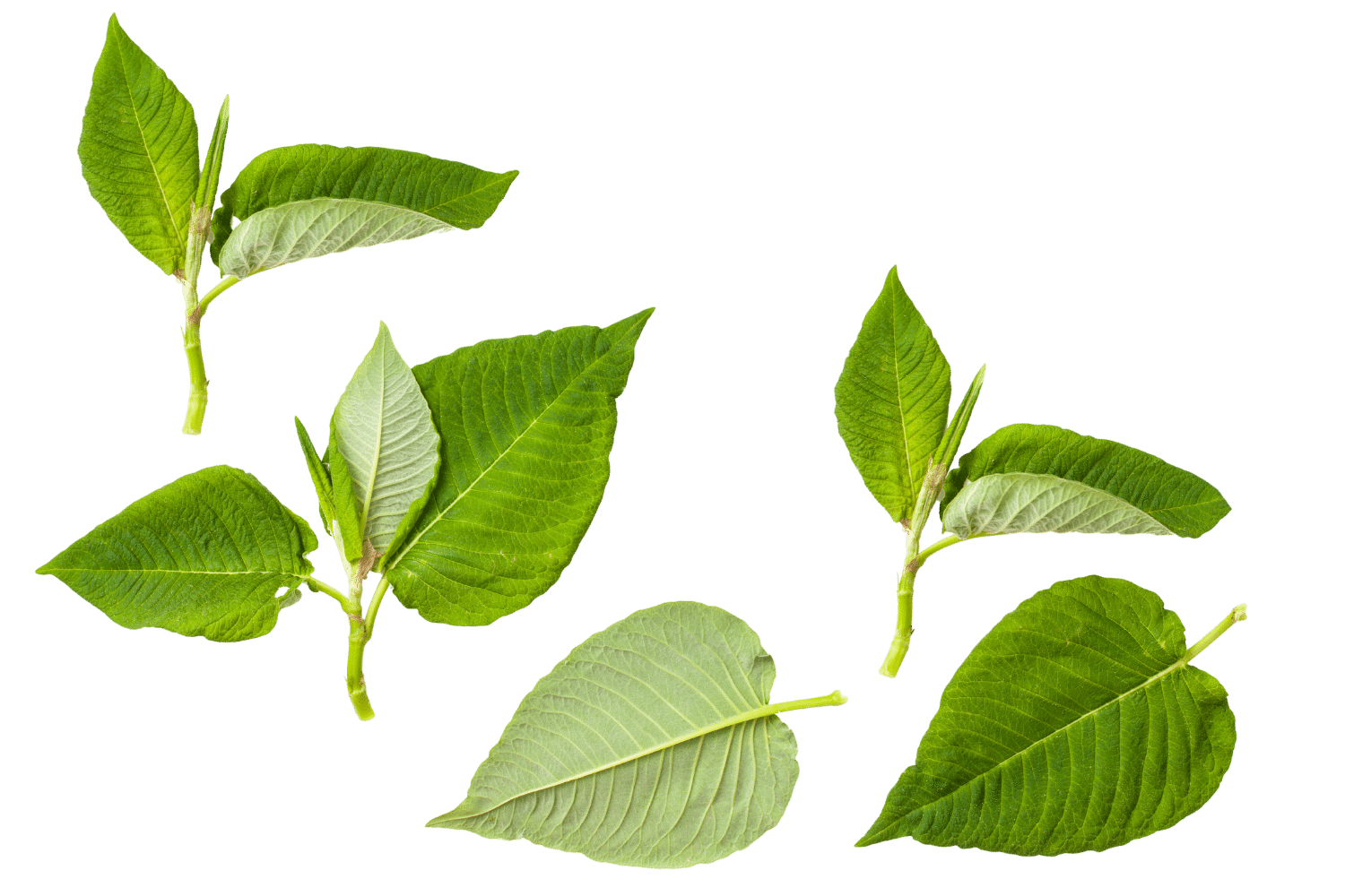 What Does Kratom Taste Like? 11 Tips To Help You Endure The Taste of ...