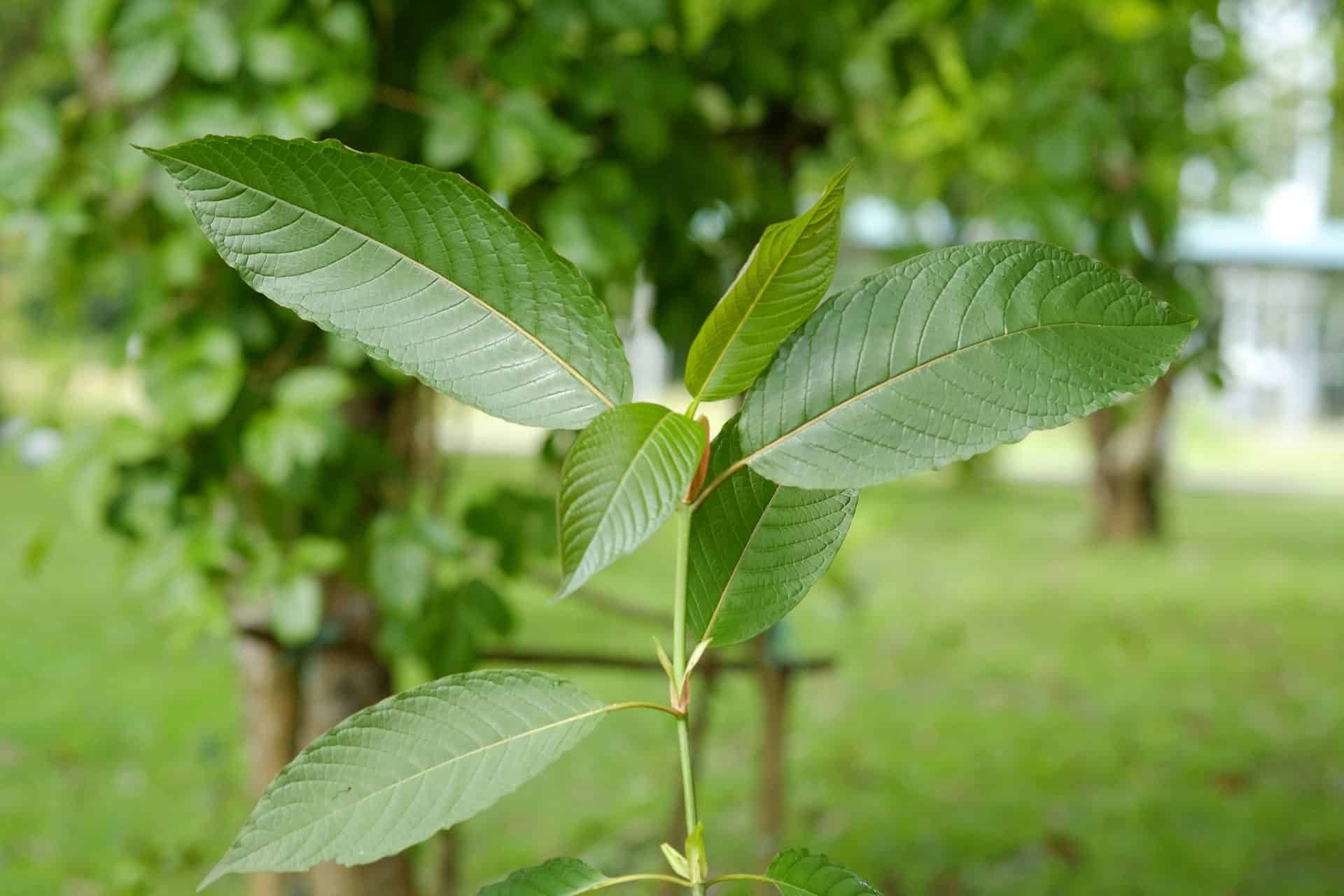 Snorting Kratom: Good Idea or Bad Idea? - Kratom.org