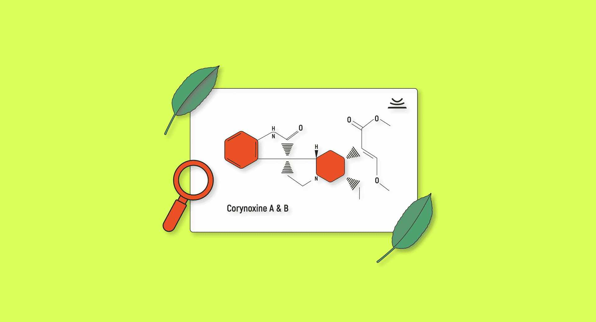 Corynoxine: Why This Is One of the Most Promising Alkaloids - Kratom.org