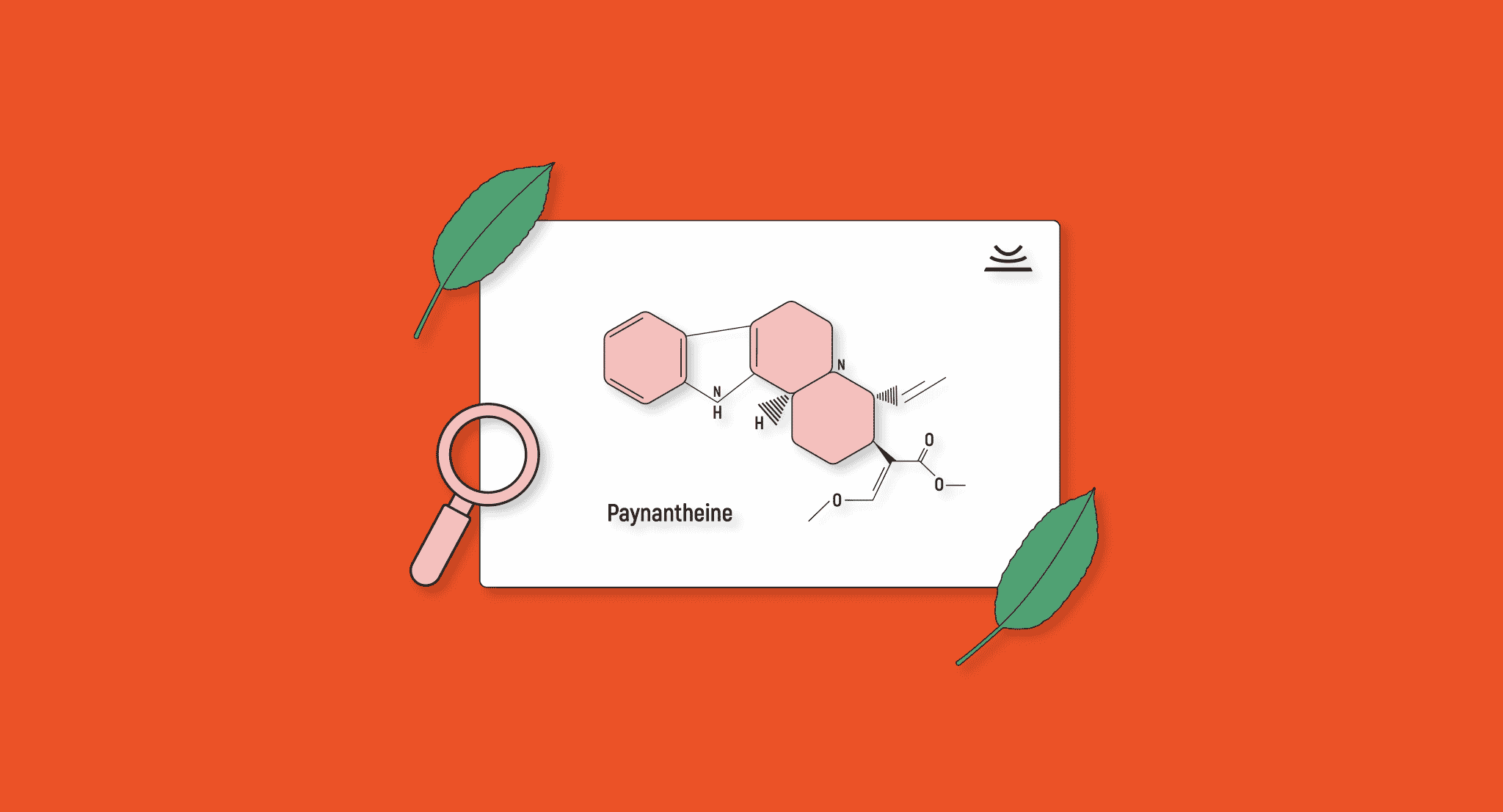 Kratom Alkaloids: Explaining Kratom's Active Ingredients - Kratom.org