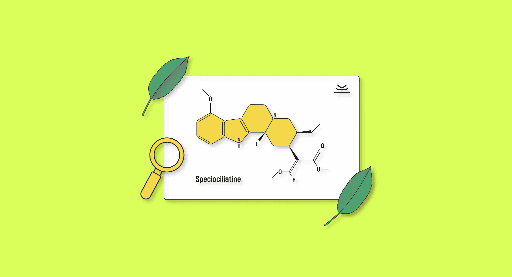 Kratom Alkaloids: Explaining Kratom's Active Ingredients - Kratom.org